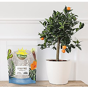 Citrus Tree Potting Soil Mix (8 Quarts), Special Blend for Indoor Oranges, Lemons, Limes and More