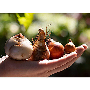 25 Iris Tuber Mix Planting Ornaments Perennial Garden Simple to Grow Pots Gifts, Large Size