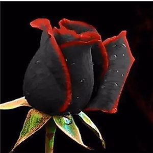 Garden Plant Seed Flower Seed 100Pcs Mixed Color Flowers Rose Seeds Multi Coloured Rose Flower Seeds Home Garden Plant