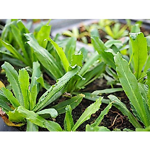 1000 Premium Organic Culantro - NGO GAI - Mexican Coriander - Thai Parsley - Recao - Seeds by Happy Seeds & Garden