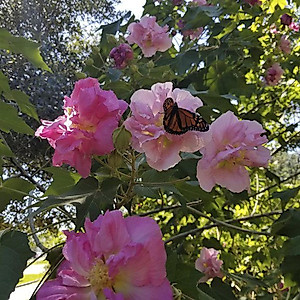 CHUXAY GARDEN Pink Confederate Rose Seed 25 Seeds Mutabilis Deciduous Shrub Lovely Pink Flowering Plant Wonderful Choice for Garden