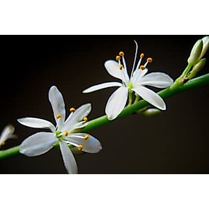 JM BAMBOO Reverse Variegated Spider Plant - Easy to Grow/Cleans The Air - 4in Pot