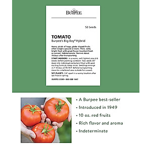 Burpee 'Big Boy' Hybrid Tomato Seeds, Large Slicing Tomato with Rich Flavor,50 Non-GMO Seeds