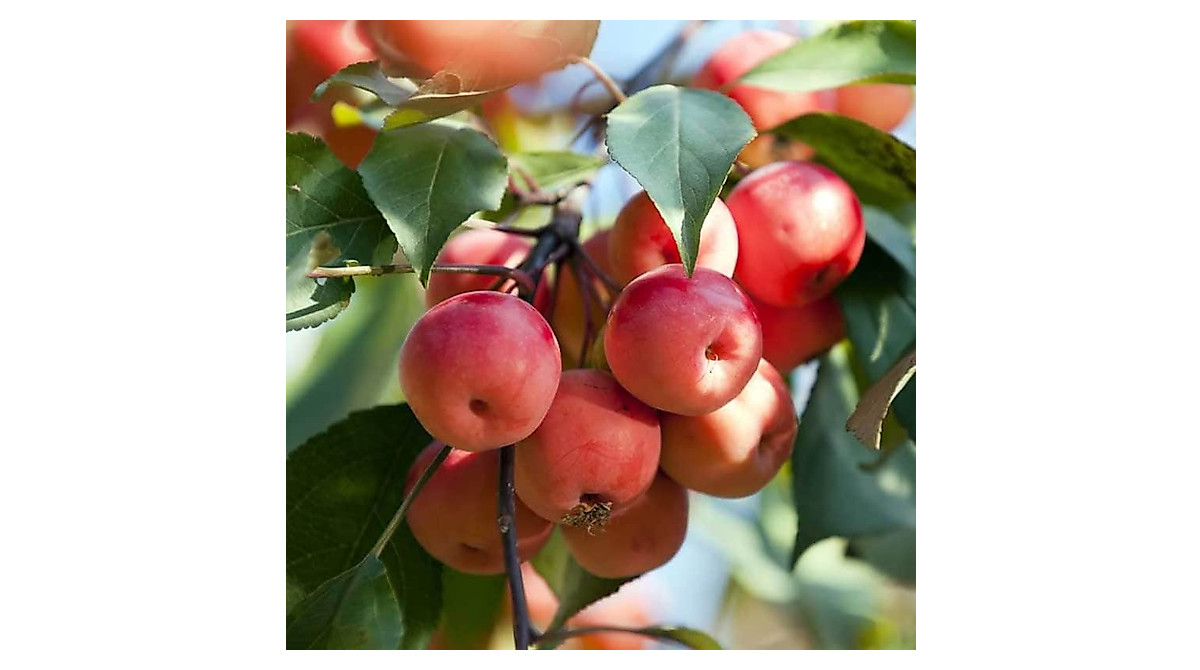 Buy Dolgo Crabapple Tree Live Plant - 20-30 Inch Dormant Crabapple