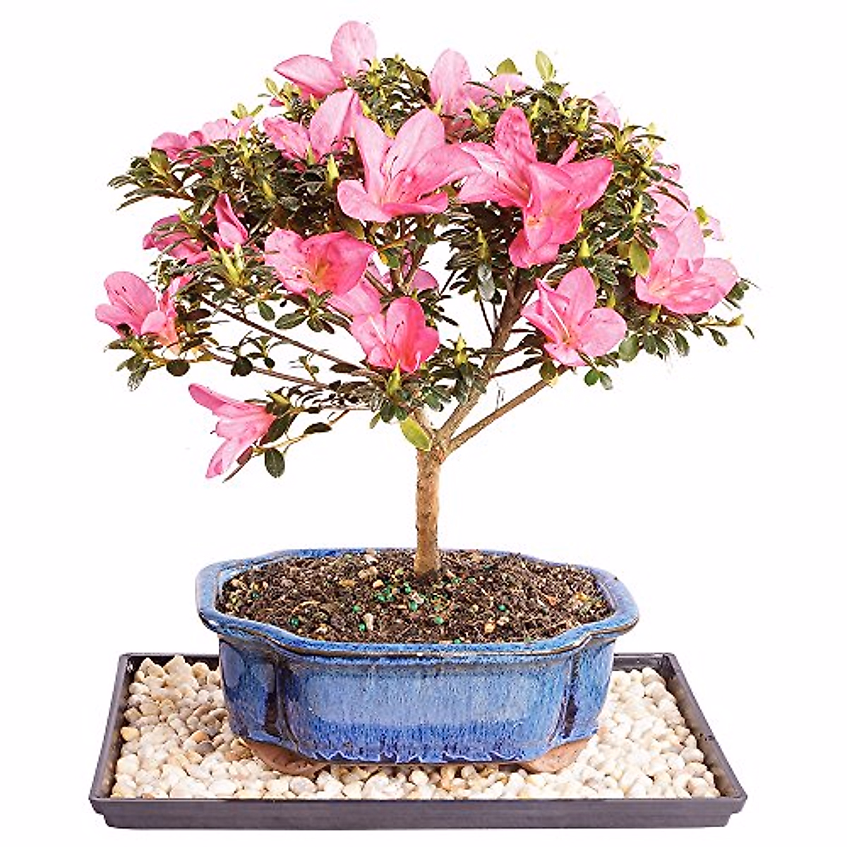 Brussel's Live Satsuki Azalea Outdoor Bonsai Tree - 7 Years Old; 8" to 10" Tall with Decorative Container, Humidity Tray & Deco Rock