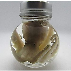 Wet Specimen Taxidermy Octopus Kraken Oddities Ball jar Preserved Specimen