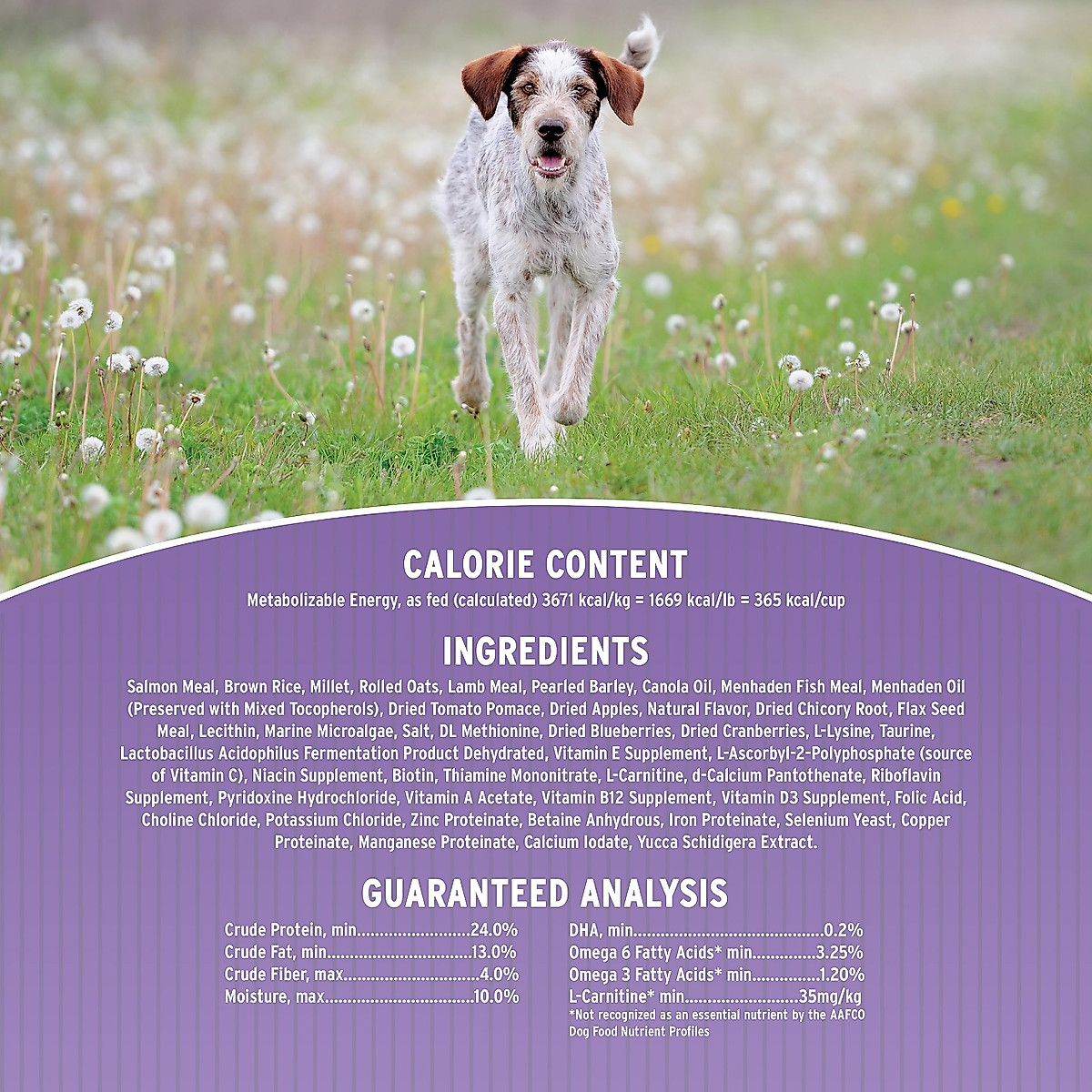 Annamaet Original Option Formula Dry Dog Food, 24% Protein (Salmon & Brown Rice), 5-lb Bag