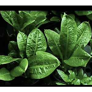 Marcus Fish Tanks Rosette Sword Echinodorus Parviflorus Amazon Sword Live Aquarium Plant Rooted Bundle for Fish Tank Buy 2 Get 1