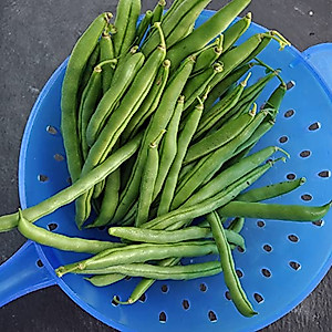 Seed Packet Blue Lake Bush Bean