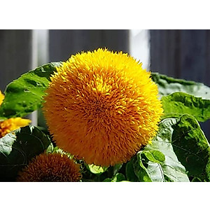 Teddy Bear Sunflower Seeds | 20 Seeds | Exotic Garden Flower | Sunflower Seeds for Planting | Great for Hummingbirds and Butterflies