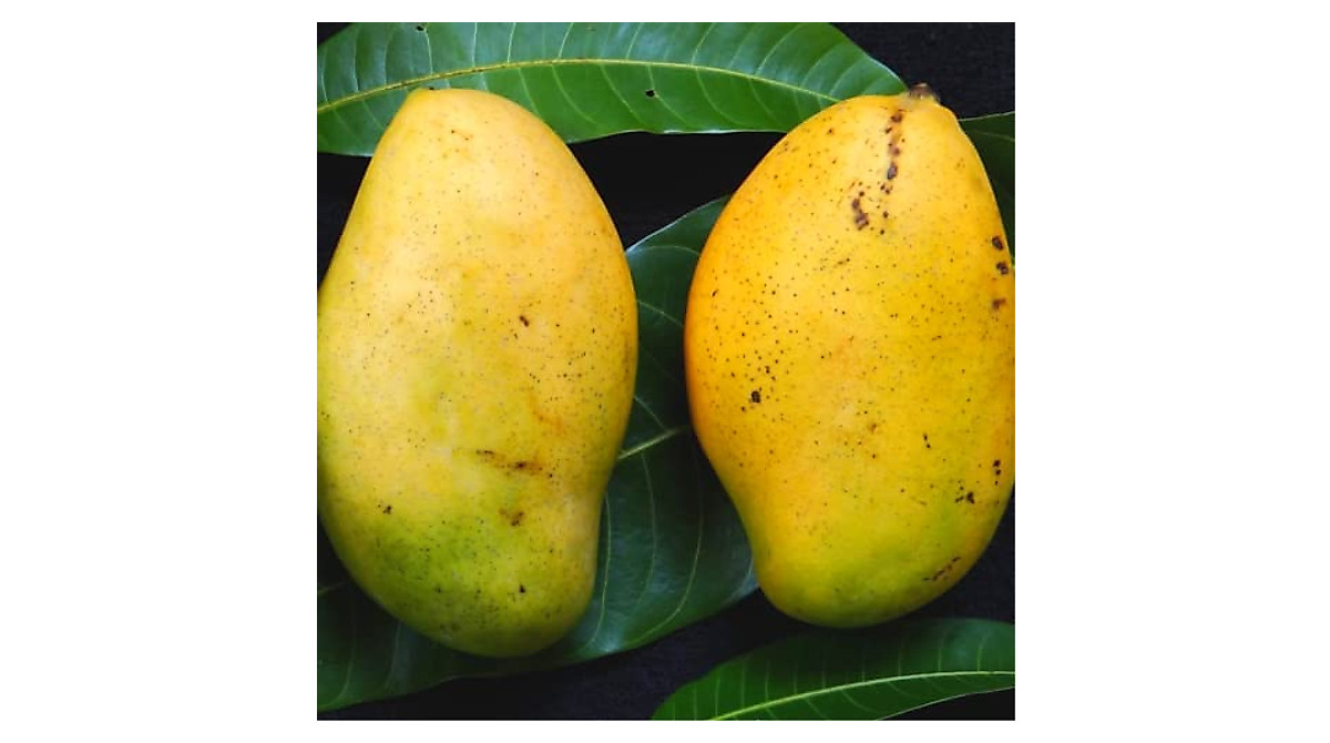 Mango Fruit Tree Seeds - Plant Your Own Sweet Mangoes