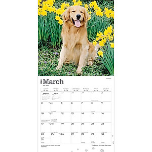 The Beauty of Golden Retrievers | 2024 12 x 24 Inch Monthly Square Wall Calendar | Sticker Sheet | StarGifts | Animals Dog Breeds Retriever