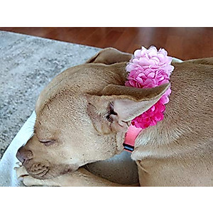 PET SHOW 2" Valentine's Day Small Dogs Flower Collar Accessories for Cat Puppies Rabbit Pigs Collars Bows Grooming Supplies Red Rose Hotpink Pink for Girls Pack of 4