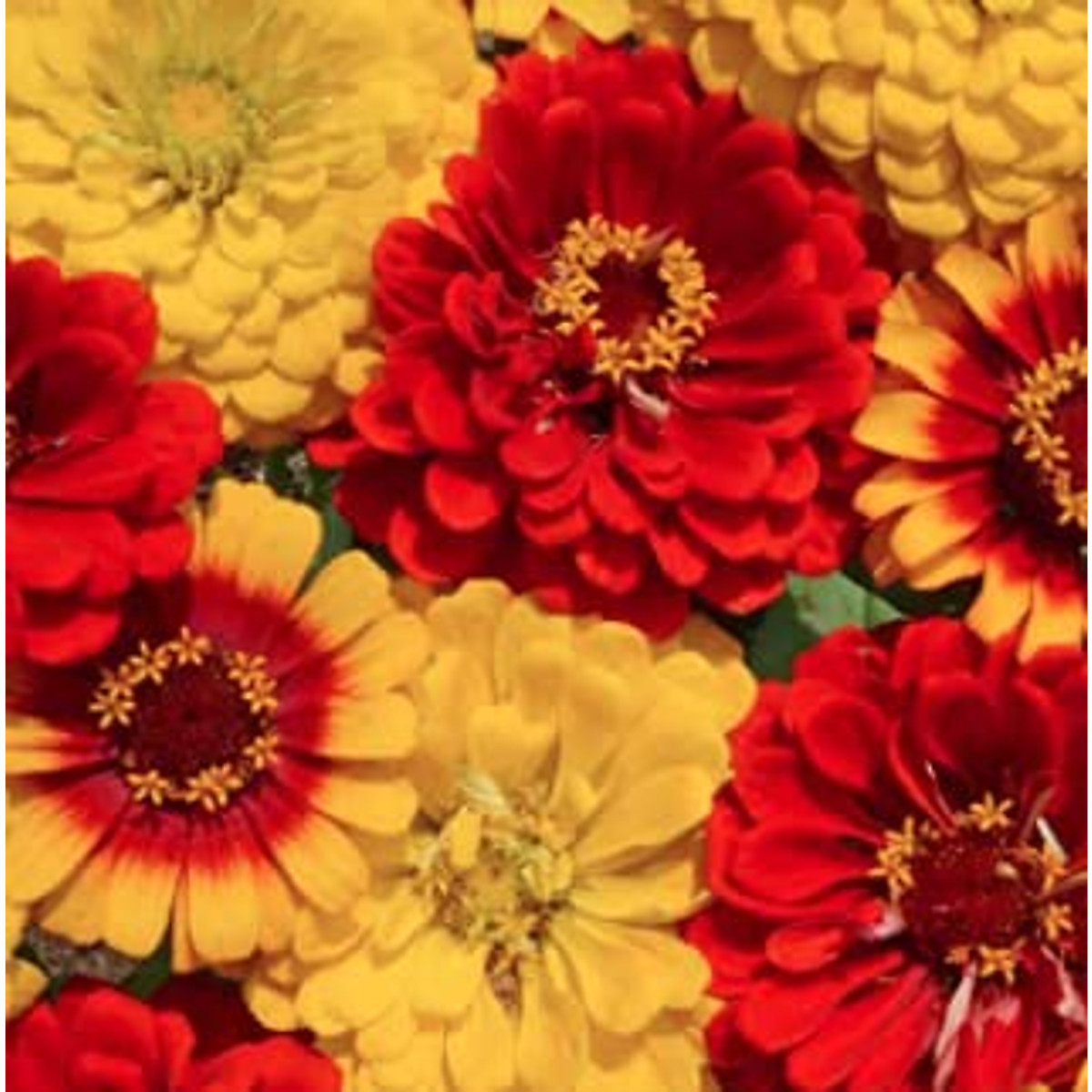 "South of The Border Mix" Zinnia Seeds for Planting, 200+ Flower Seeds Per Packet, (Isla's Garden Seeds), Non GMO & Heirloom Seeds, Botanical Name: Zinnia elegans, Great Home Garden Gift