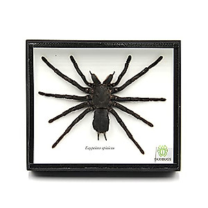 Real Giant Bird Eating Tarantula EURYPEIMA SPINCRUS Spider Taxidermy Transparent Boxed Display (Black Wooden Box)