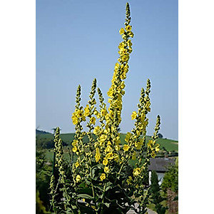 Earthcare Seeds Great Mullein Verbascum thapsus 150 Seeds Heirloom- Non GMO - Open Pollinated