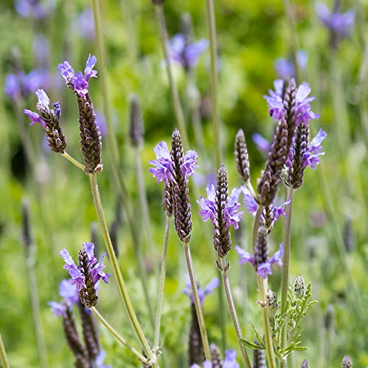 Outsidepride Perennial Lavandula Lavender Spanish Eyes Fragrant Herb Garden, Heat, Drought Tolerant Plants - 200 Seeds
