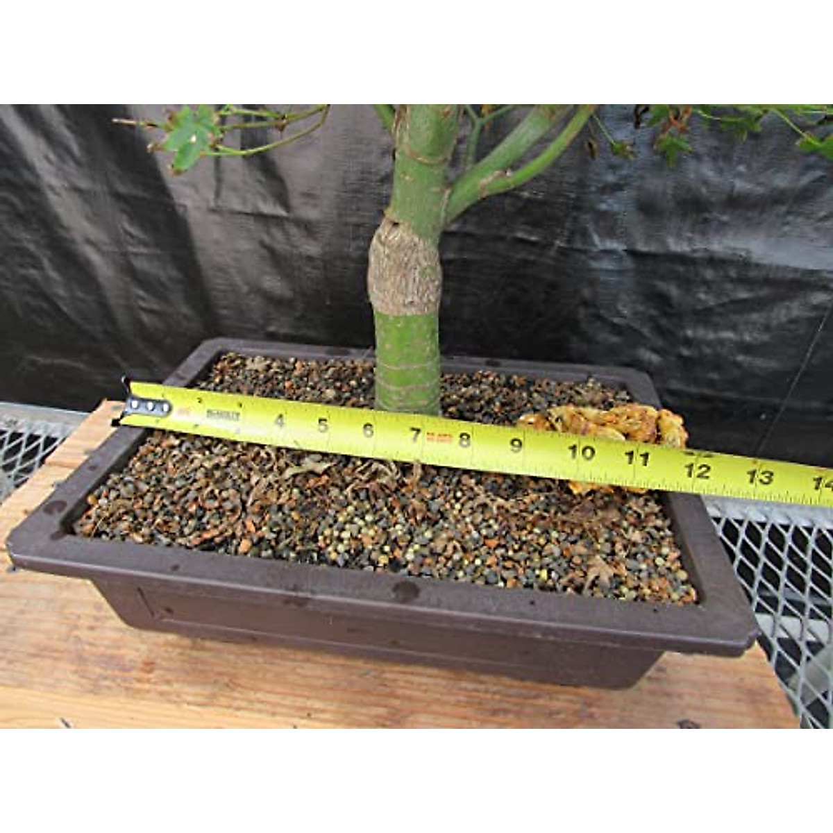 48 Year Old Dwarf Japanese Maple Bonsai Tree