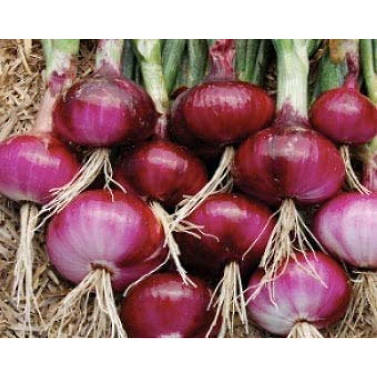 Red Shortday Burgundy Onion Seeds for Planting, 300+ Heirloom Seeds Per Packet, (Isla's Garden Seeds), Non GMO Seeds, Botanical Name: Allium cepa, Great Home Garden Gift