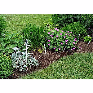 Bloodroot Powder 16oz 1lb