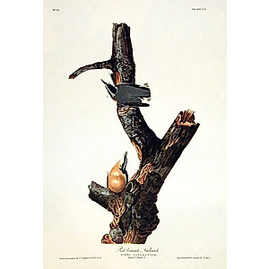 Red-breasted Nuthatch. From"The Birds of America" (Amsterdam Edition)