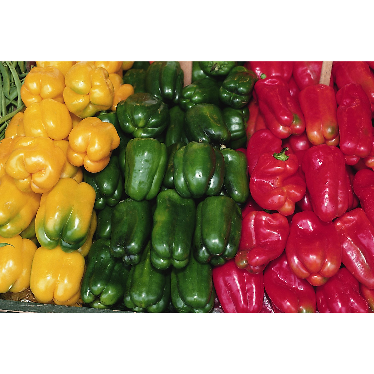 NIKA SEEDS - Seeds Vegetable Sweet Bell Pepper Rainbow Mix - 30 Seeds