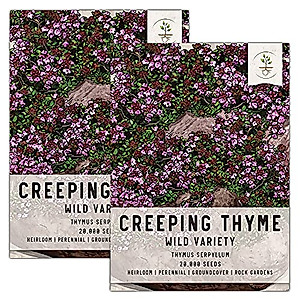 Seed Needs, Wild Creeping Thyme Seeds for Planting (Thymus serpyllum) Twin Pack of 20,000 Seeds - Heirloom & Open Pollinated