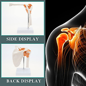 RONTEN Medical Shoulder Anatomy Model with Functional Ligaments, Life Size Anatomical Human Shoulder Joint Model for Science Class Medical Teaching Display Model (Includes a Base)