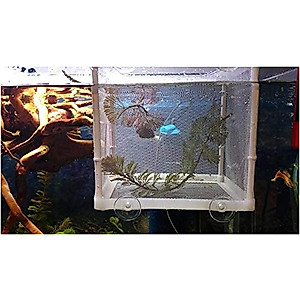 Aquarium Fish Breeder Box, Breeding Incubator for Small Fish Hatchery Shrimp Clownfish Aggressive Fish Injured Fish
