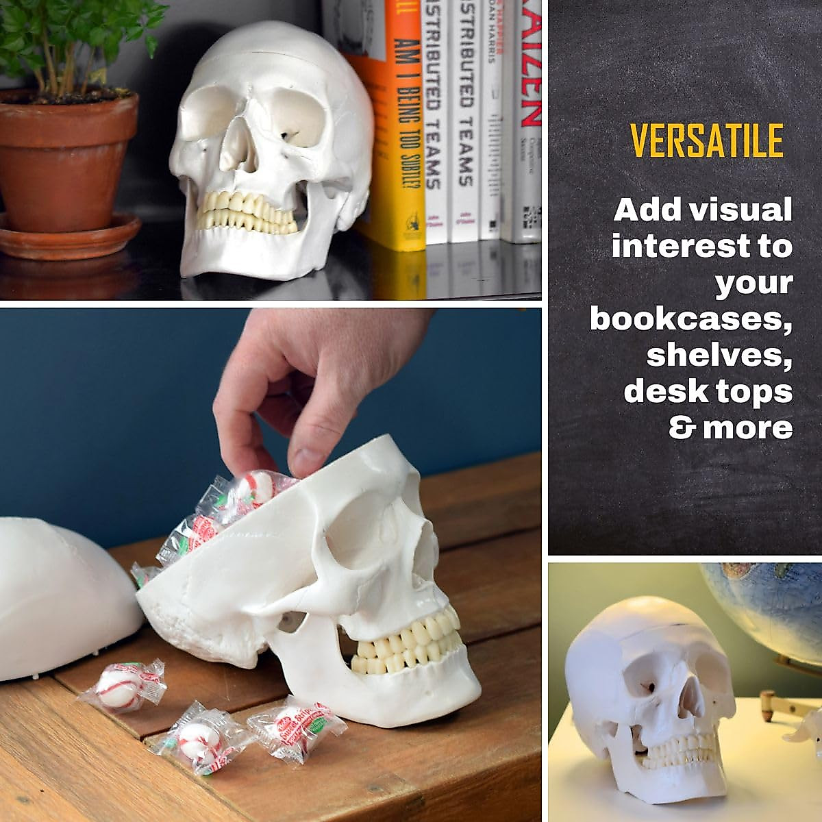 Human Anatomical Skull Model, 3 Part - Medical Quality Plastic Replica - 9" Height - Removable Calvaria - Articulated Mandible - Eisco Labs