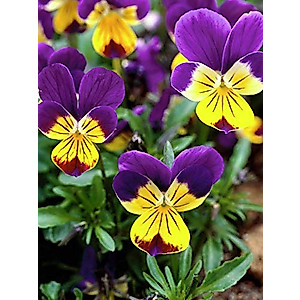 100+ Mixed Viola Pansy Mars Helen Seeds Blue Flower Perennial Garden