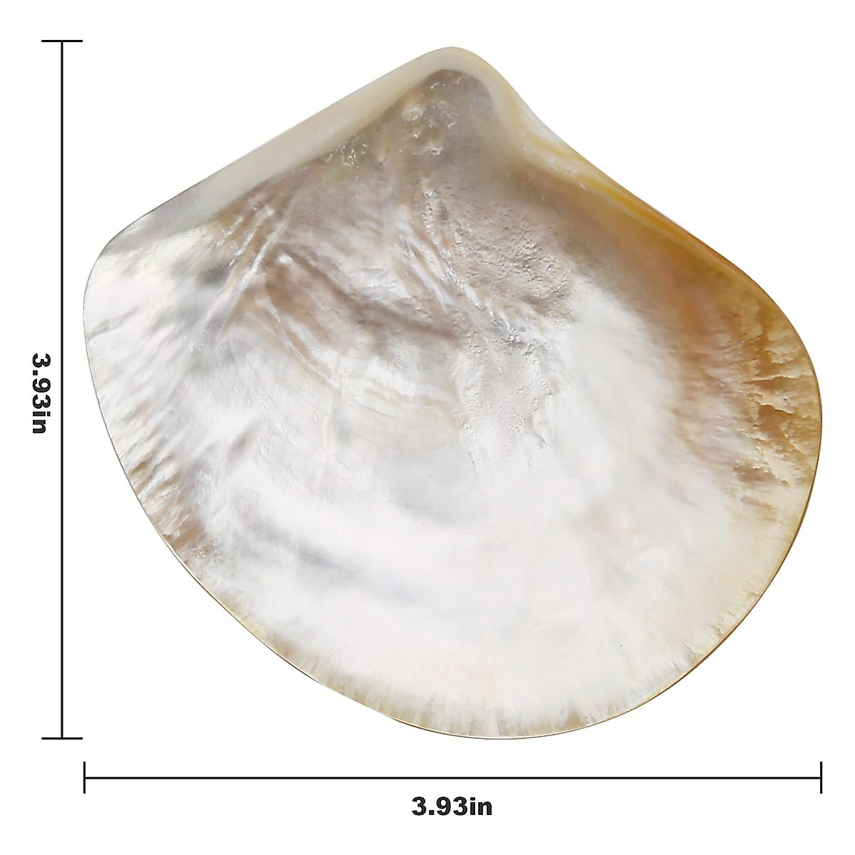 ZUDKSUY Caviar Plate 2 Pcs Natural Shell Plate Set : Mother of Pearl Caviar Plate and Caviar Spoon Set for Caviar Jewelry Appetizers Desserts Decorations