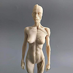 11inch Human Anatomical Model Art Mannequin Musculoskeletal Structure of Painting Sculpture White Body （Male+Female ）