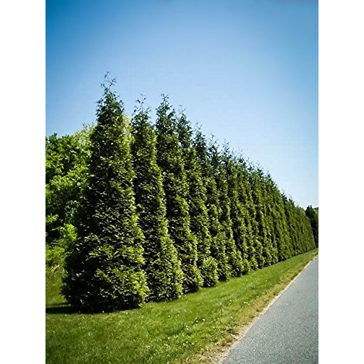 Thuja Arborvitae Green Giant - 12 Live Quart Size Plants - Evergreen Privacy Trees
