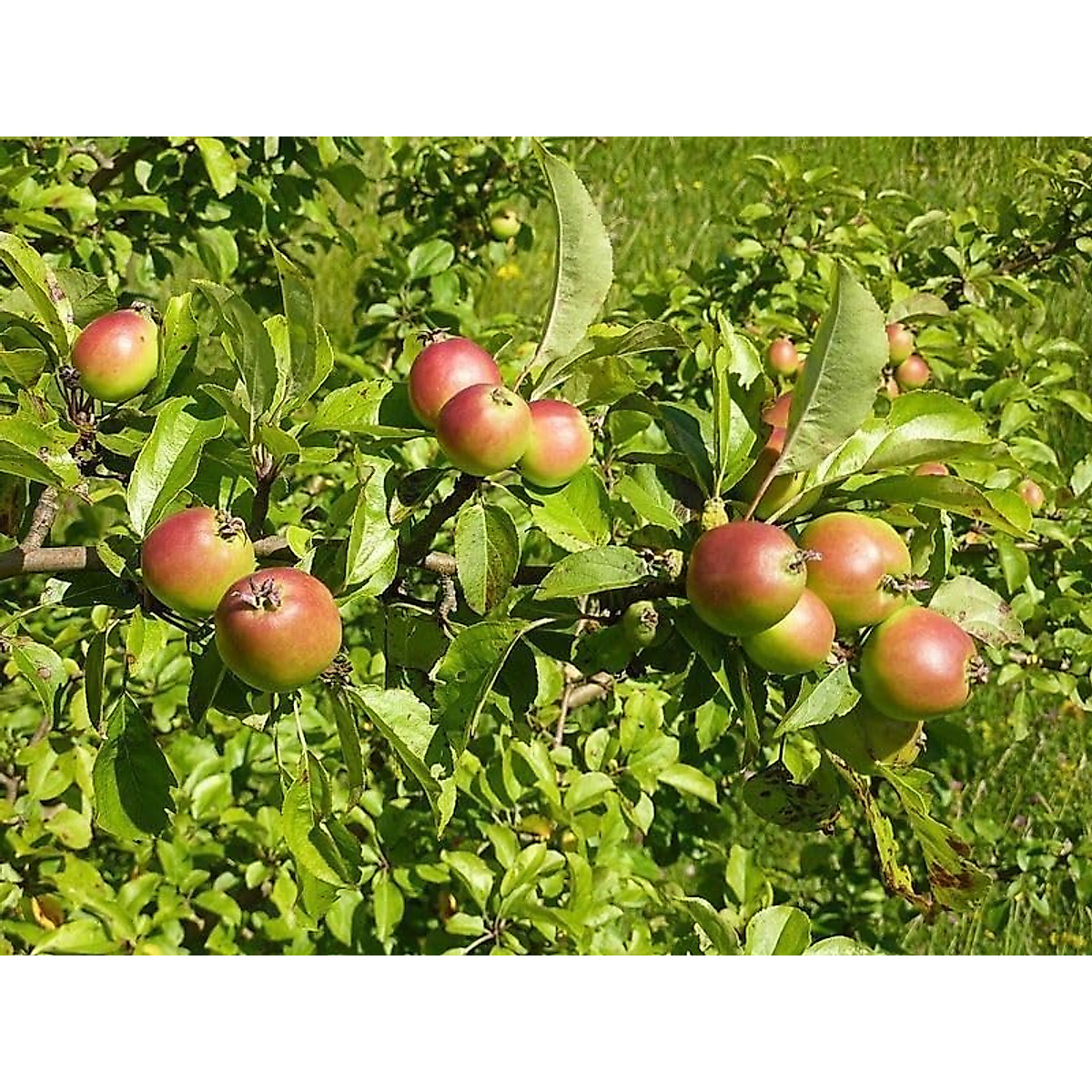 2 Live Plants Sargent Crab Apple Tree Quart Pot Malus Sargentii Tree Crabapple Plant Appletree of Sargent