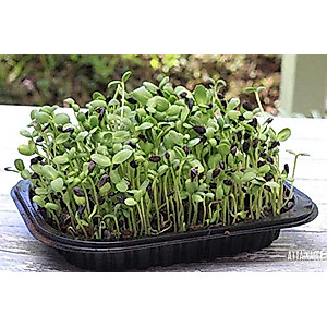 Nature Jims Sprouts Sunflower Seeds - Certified Organic Black Oil Sunflower Sprouts for Soups - Raw Bird Food Seeds - Non-GMO, Chemicals-Free - Easy to Plant, Fast Sprouting Sun Flower Seeds - 8 Oz