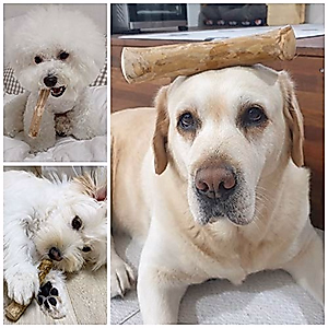 Pet Full House WoofWood Dog chew Sticks, Safe, Natural & Healthy chew Toys, Real Coffee Wood, Long Lasting, Durable chewable Stick and Toy, Aggressive chewers for Dogs, Dog chew Bones (Medium)