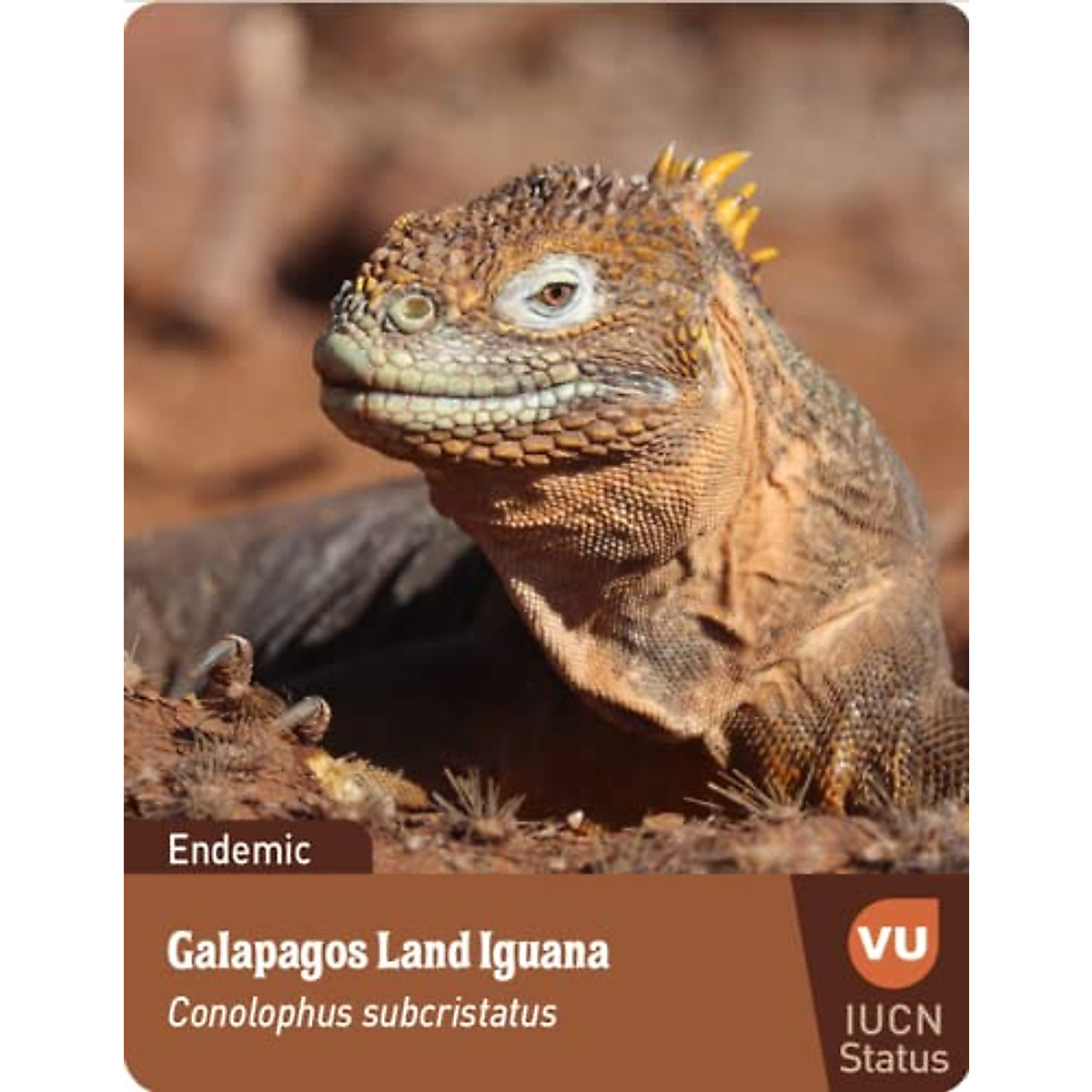 Galapagos Memory Game Land Animals Edition
