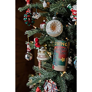 The Jonsteen Company Living Christmas Tree | Seed Grow Kit
