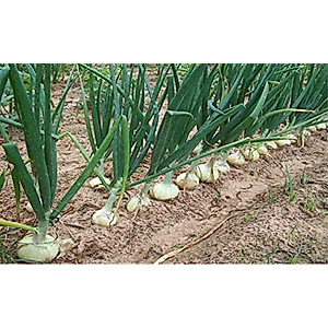 Waveliker Yellow Onion Seeds 300Pcs Spring Sweet Candy Onions Heirloom Vegetable Non-GMO Organic Garden Seed USA Seed Plants of Onion
