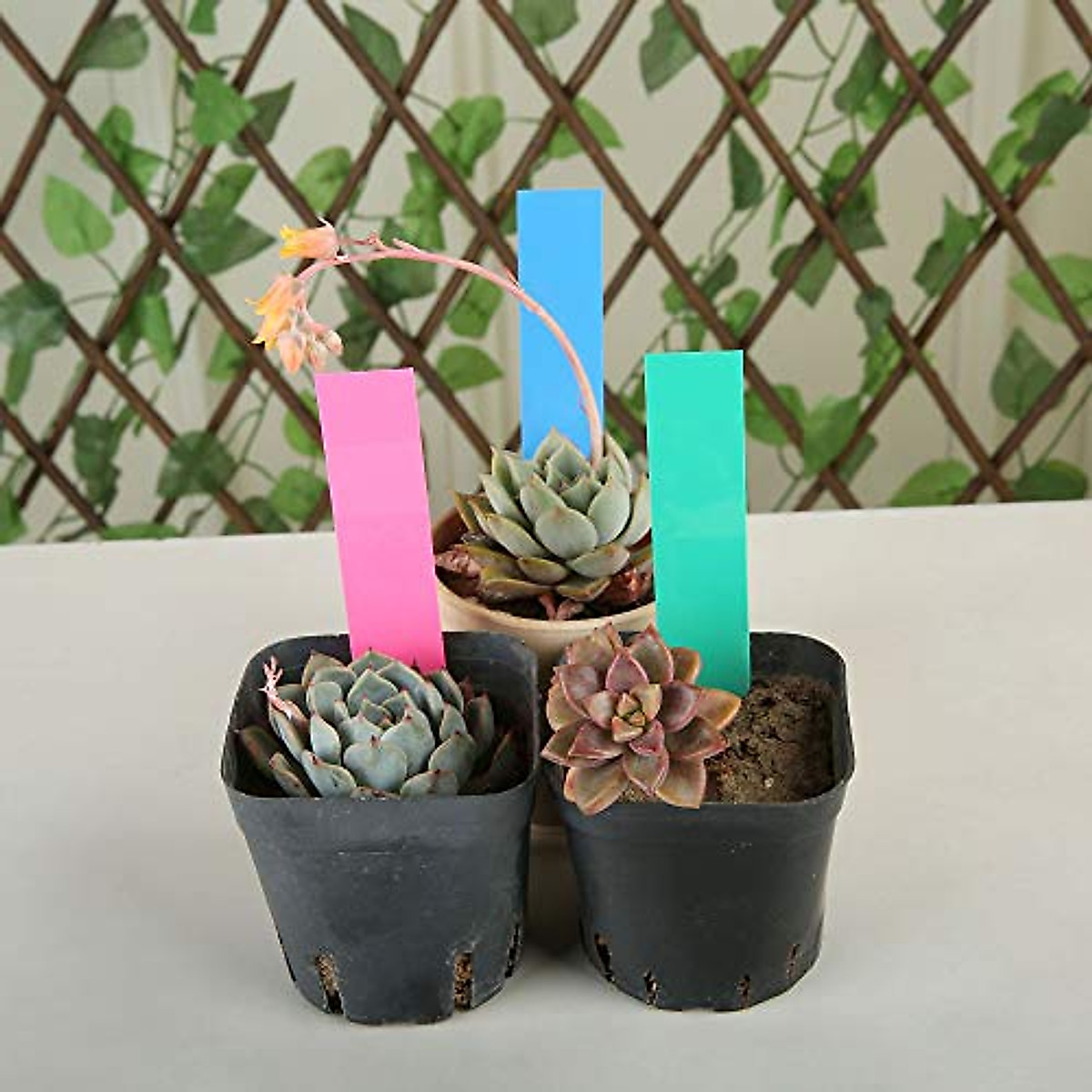 1000 Pcs Waterproof Plant Tags - Colorful Garden Labels