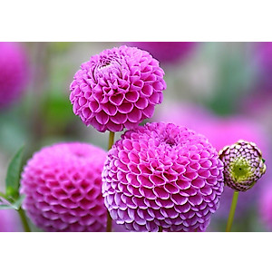 Seeds Dahlia Pompon Mix Flower Annual Beautiful Outdoor Garden Cut for Planting Non GMO