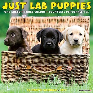 Just Lab Puppies 2021 Wall Calendar (Dog Breed Calendar)