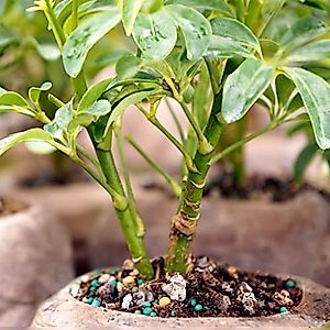 Brussel's Live Hawaiian Umbrella Indoor Bonsai Tree in Rock Pot (2 Pack) - 5 Years Old; 5" to 8" Tall
