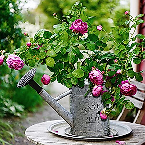 Garutom Galvanized Watering Can for Outdoor Plants, 1 Gallon Decorative Countryside Style Watering Can with Removable Spout, Perfect Metal Watering Can for Indoor Plants and Garden Flower