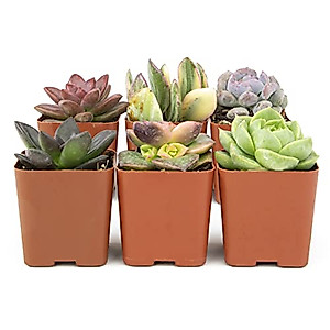Succulents Plants Live (6PK) Potted Succulent Plants Live House Plants, Cactus Plants Live Plants Indoor Plants Live Houseplants, Indoor Plant Succulents Live Plant House Plant by Plants for Pets