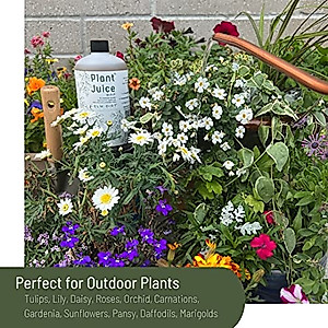 Elm Dirt Plant Juice Organic Fertilizer for All Plants - Indoor or Outdoor (3 Bottle)