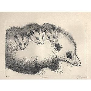 Opossum
