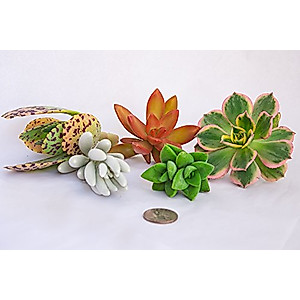 FATPLANTS 10 Living Succulent Cuttings