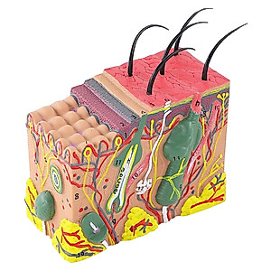 HAILIA Medical Models, Skin Model 35X Enlarged Anatomical Model Human Skin Anatomy Model for Anatomic Office and Science Study